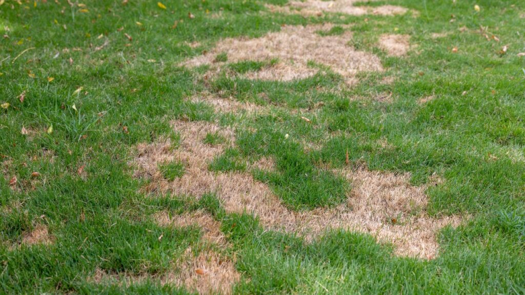 9 Reasons Your Grass Keeps Dying (And How to Fix It) – Fix It Homestead