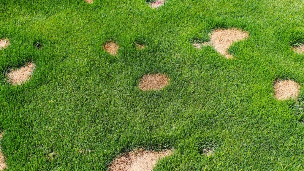 10 Grass Problems You Can Actually Fix Yourself – Fix It Homestead