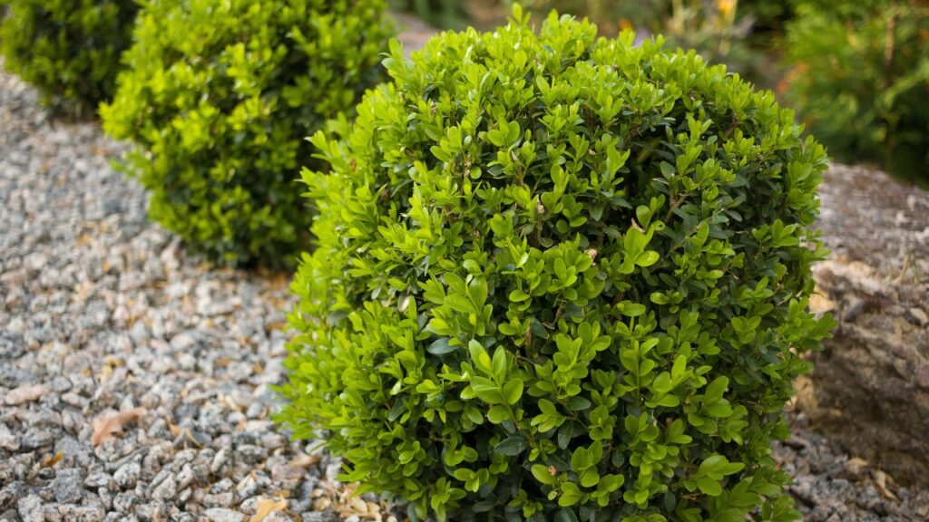 10 Shrubs That Thrive in Full Sun – Fix It Homestead