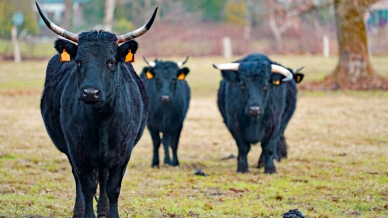 10 Best Dual-Purpose Livestock Breeds for Homesteaders – Fix It Homestead