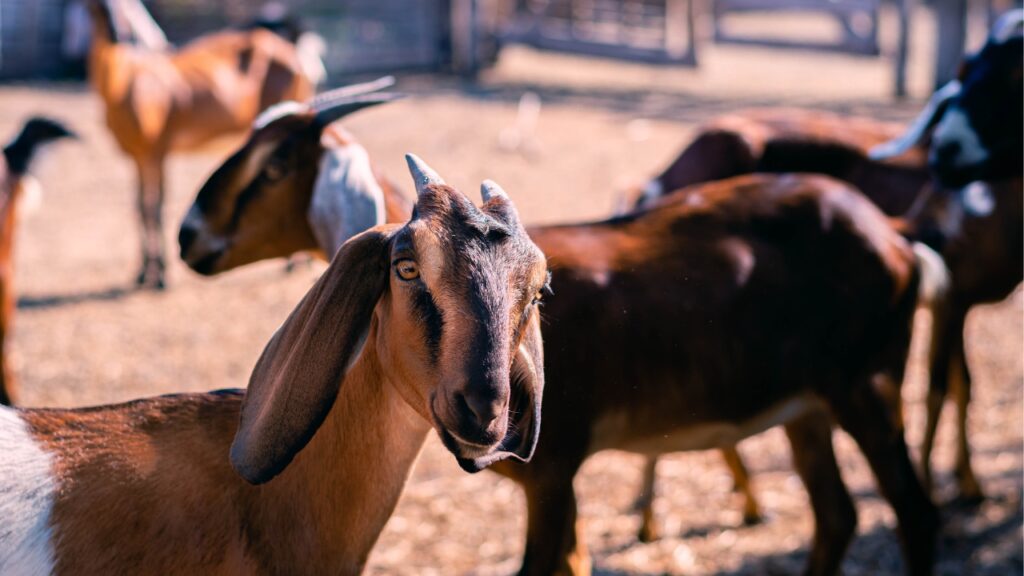 10 Best Dual-Purpose Livestock Breeds for Homesteaders – Fix It Homestead
