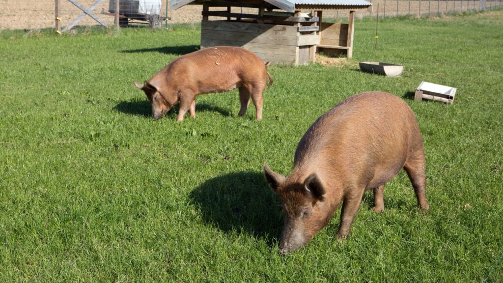 10 Best Dual-Purpose Livestock Breeds for Homesteaders – Fix It Homestead