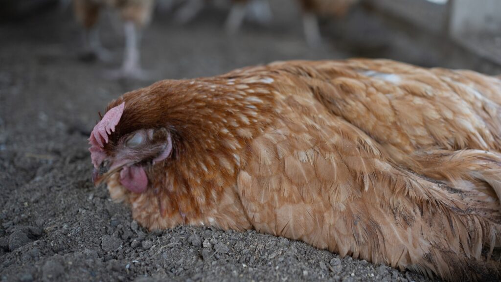 10 Signs Your Chickens Are Unhealthy (And What to Do About It) – Fix It ...