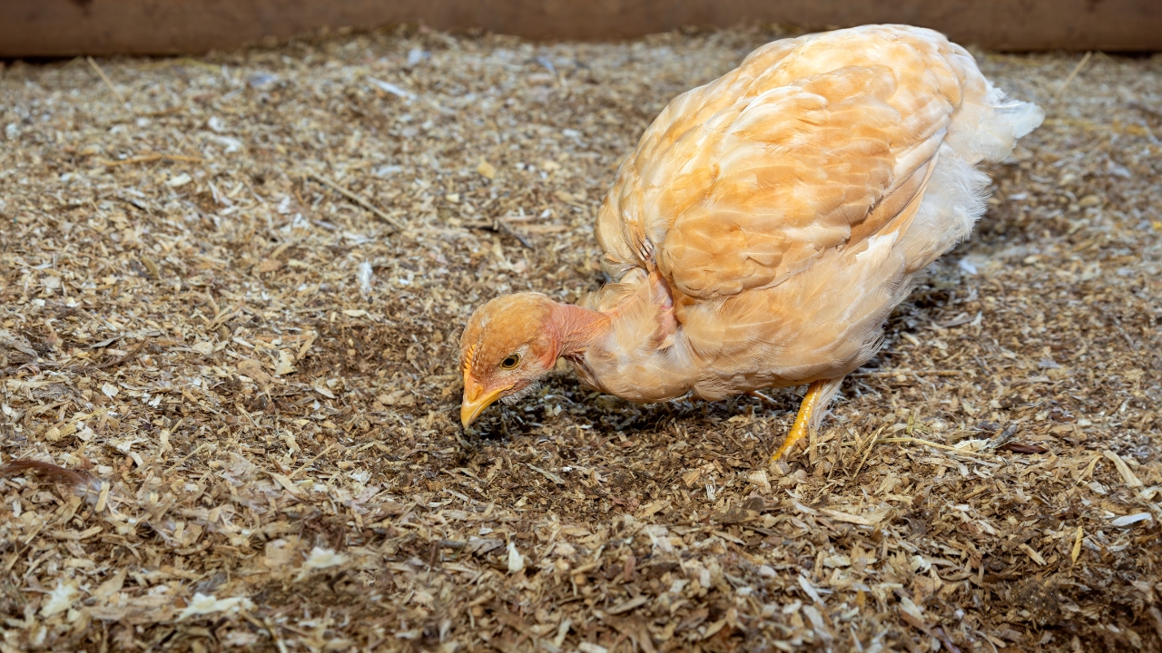 10 Simple Tricks to Keep Your Chicken Coop Smelling Fresh – Fix It ...