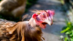 10 Signs Your Chickens Are Unhealthy (And What to Do About It) – Fix It ...