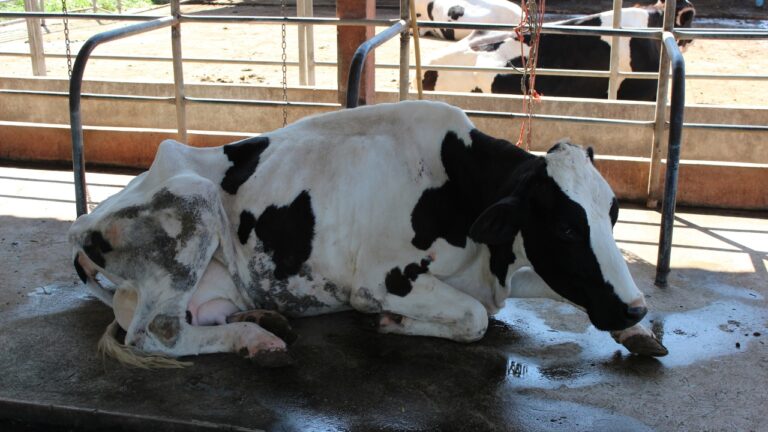 7 Signs Your Cow Might Be Sick (And What to Do Next) – Fix It Homestead