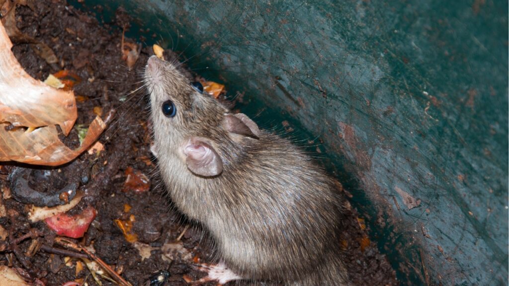 10 hidden spots mice find the second It gets cold – Fix It Homestead