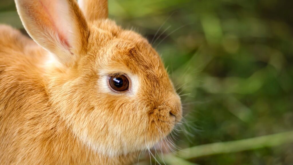 6 rabbit breeds actually worth raising for meat – Fix It Homestead