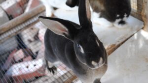 6 rabbit breeds actually worth raising for meat – Fix It Homestead