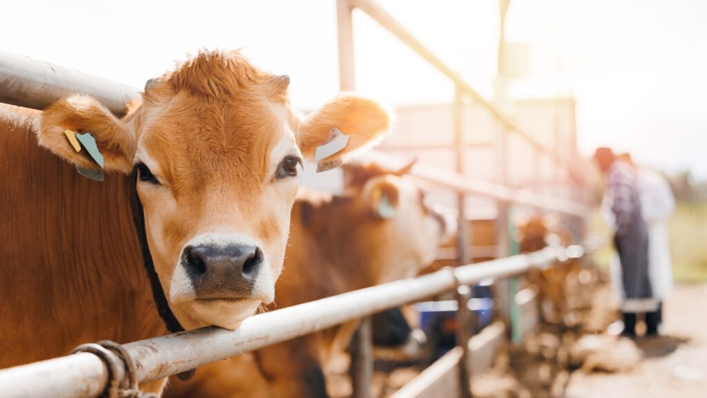 10 cutest cow breeds you’ll ever see – Fix It Homestead