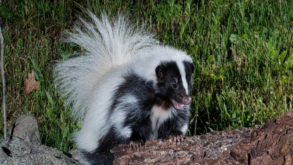 8 Things That Will Attract Skunks Fast in Summer – Fix It Homestead