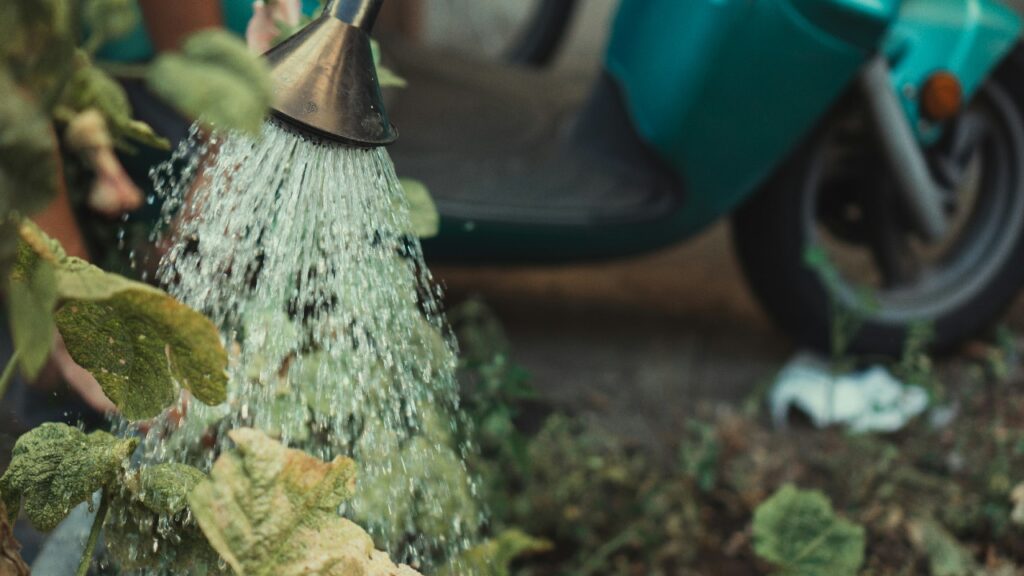 10 ways you’re overwatering without realizing – Fix It Homestead