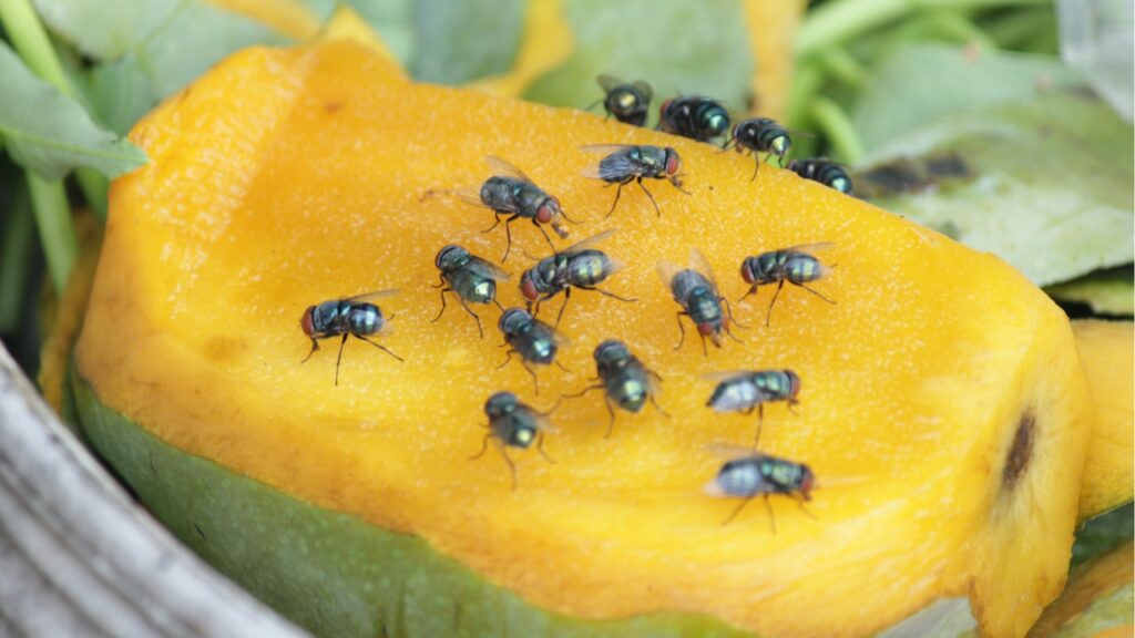 9 Front Porch Mistakes That Lead to Fly Problems – Fix It Homestead