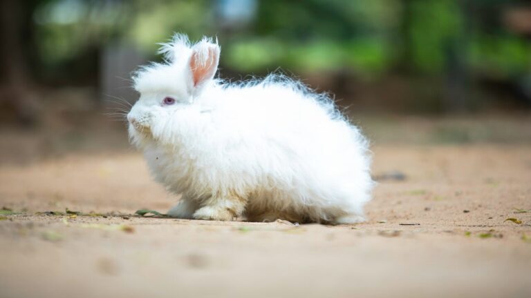 10 rabbit breeds with the softest fur – Fix It Homestead