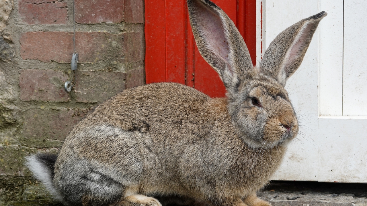 6 rabbit breeds actually worth raising for meat – Fix It Homestead