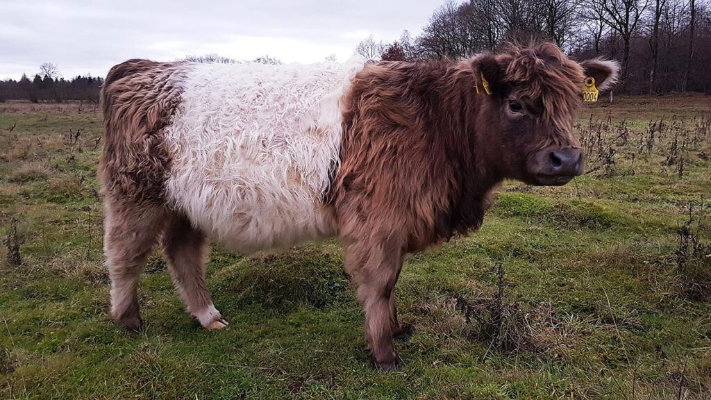 10 cutest cow breeds you’ll ever see – Fix It Homestead