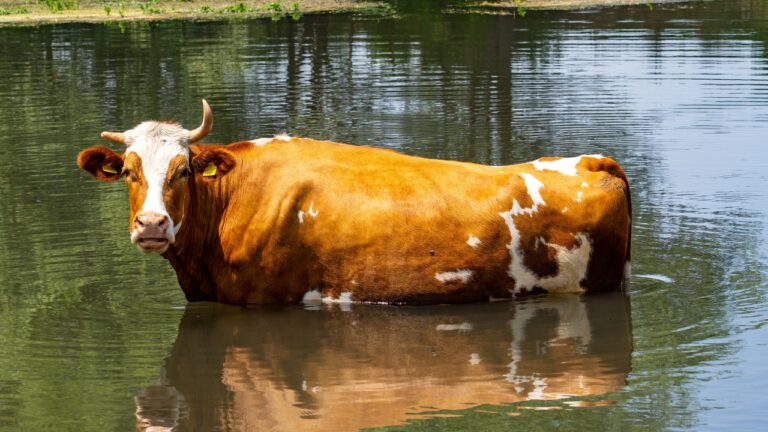 10 cutest cow breeds you’ll ever see – Fix It Homestead
