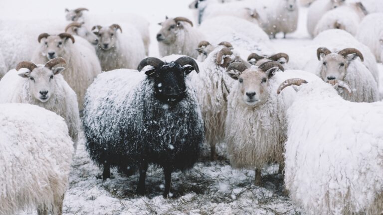 8 livestock breeds that handle cold weather best – Fix It Homestead