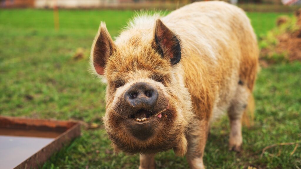 8 adorable mini pig breeds you’ll want on your homestead – Fix It Homestead