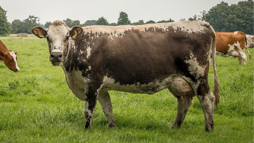 10 cutest cow breeds you’ll ever see – Fix It Homestead