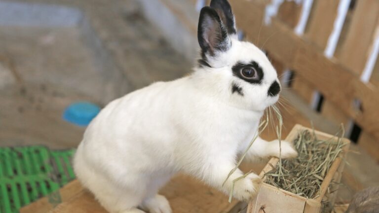 10 rabbit breeds with the softest fur – Fix It Homestead