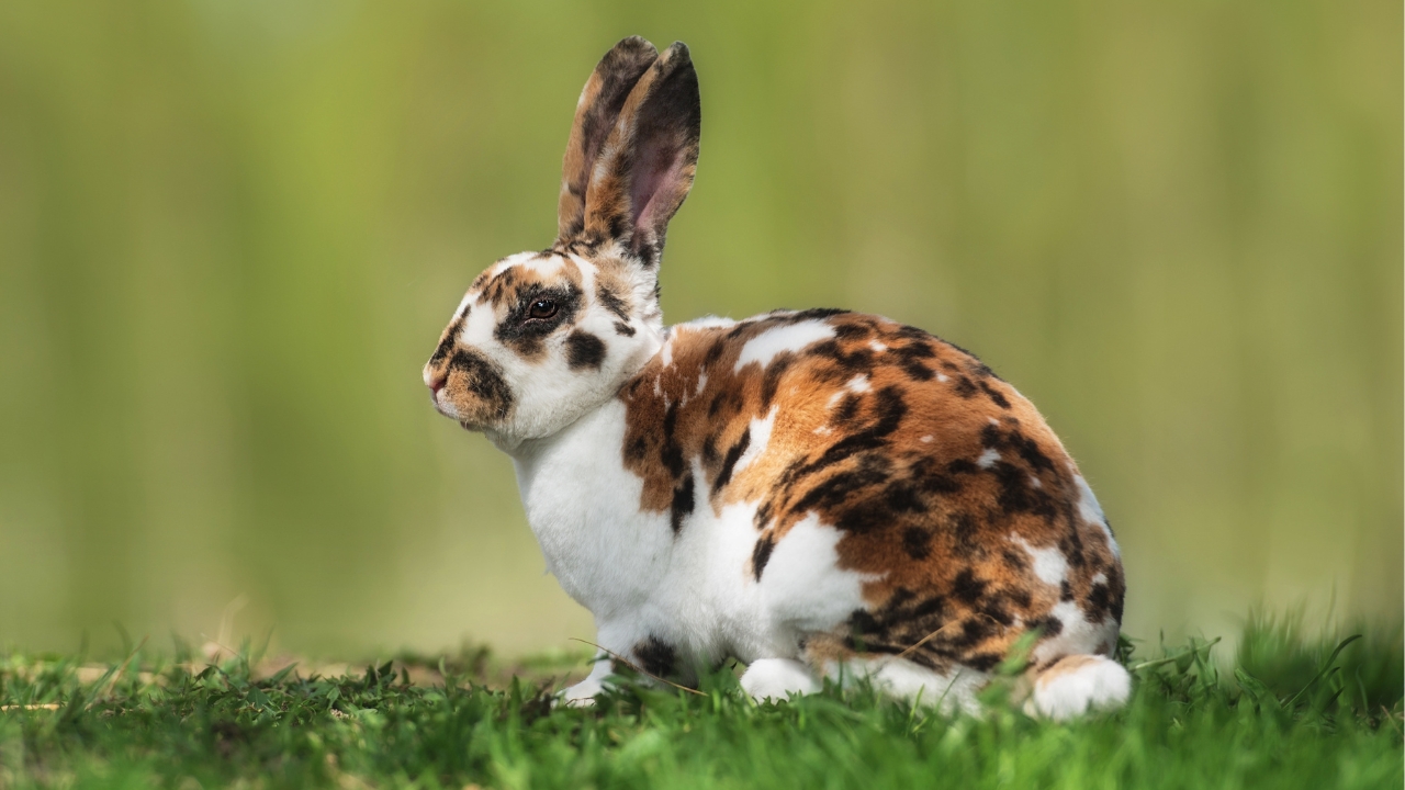 6 rabbit breeds actually worth raising for meat – Fix It Homestead