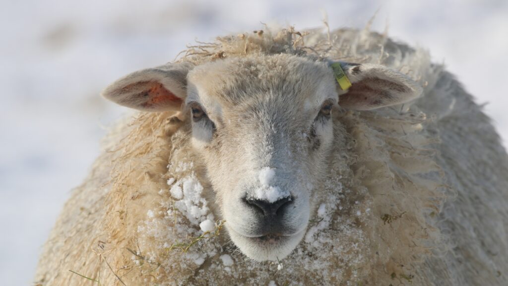 8 livestock breeds that handle cold weather best – Fix It Homestead
