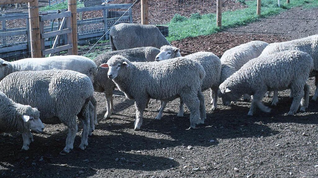 8 sheep breeds known for top-quality wool – Fix It Homestead