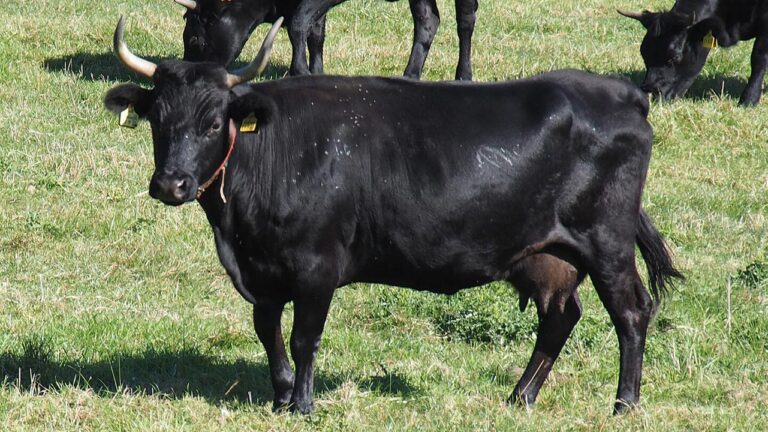 10 cutest cow breeds you’ll ever see – Fix It Homestead