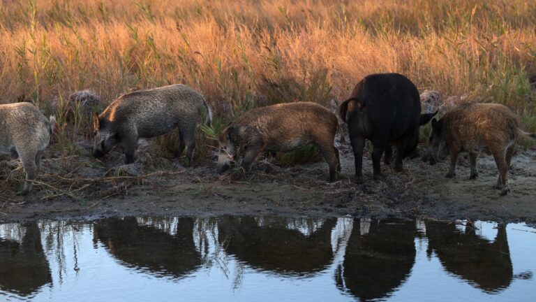How to Keep Wild Hogs Off Your Property – Fix It Homestead