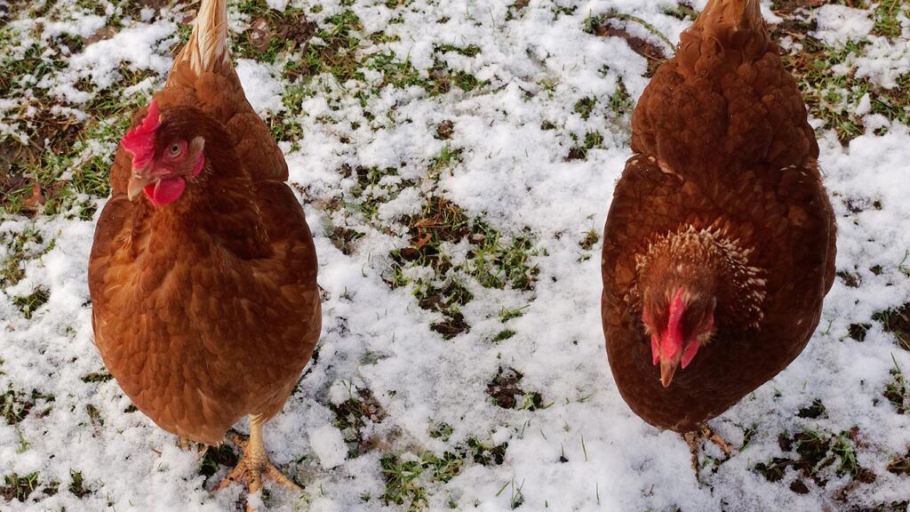 12 chicken breeds that lay the most eggs – Fix It Homestead