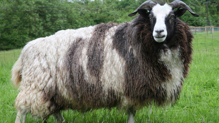 8 cutest sheep breeds in the world – Fix It Homestead