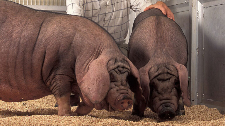 8 adorable mini pig breeds you’ll want on your homestead – Fix It Homestead