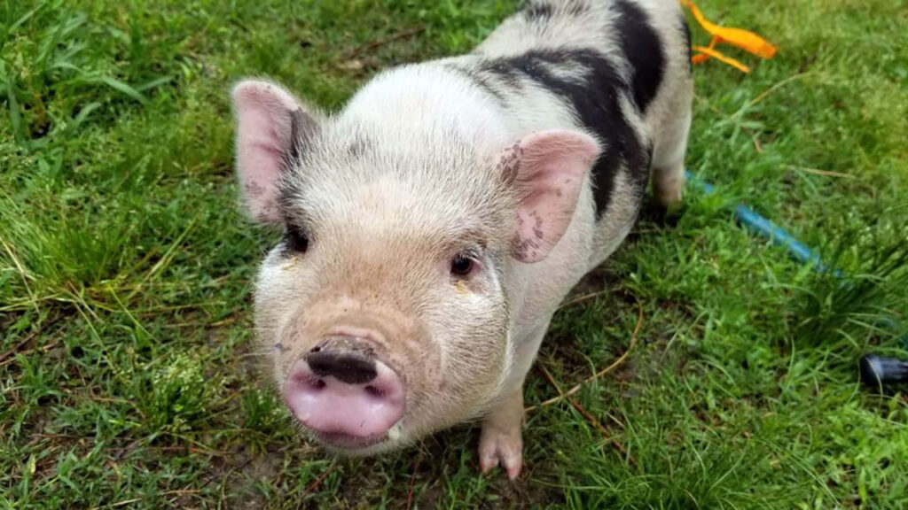 8 adorable mini pig breeds you’ll want on your homestead – Fix It Homestead