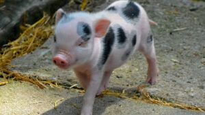 8 adorable mini pig breeds you’ll want on your homestead – Fix It Homestead