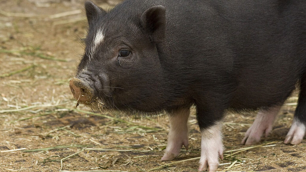 8 adorable mini pig breeds you’ll want on your homestead – Fix It Homestead