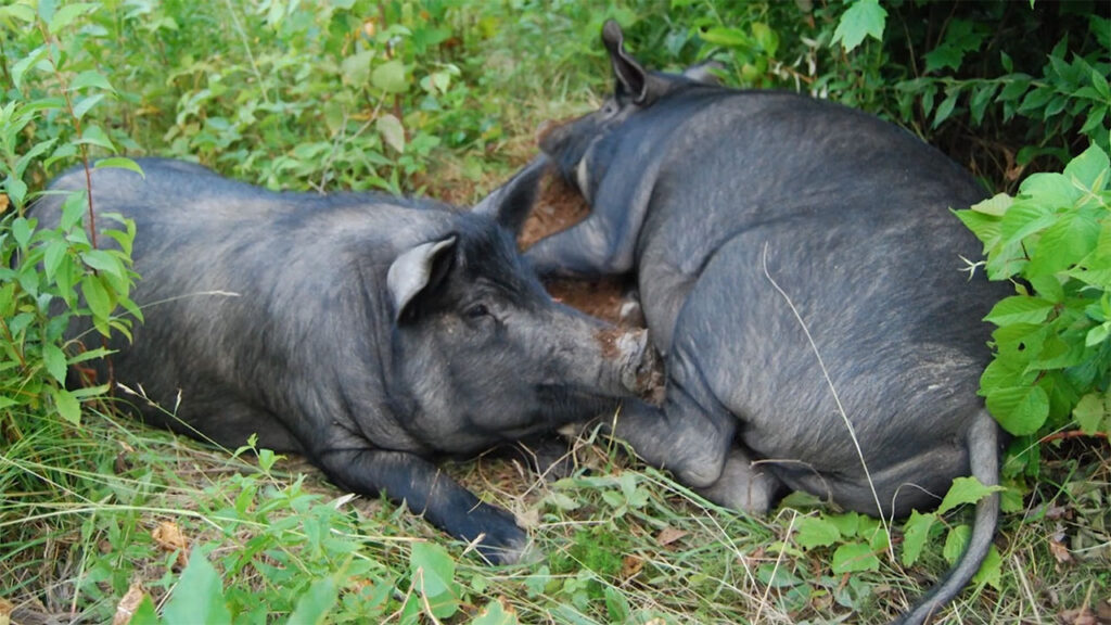 8 adorable mini pig breeds you’ll want on your homestead – Fix It Homestead