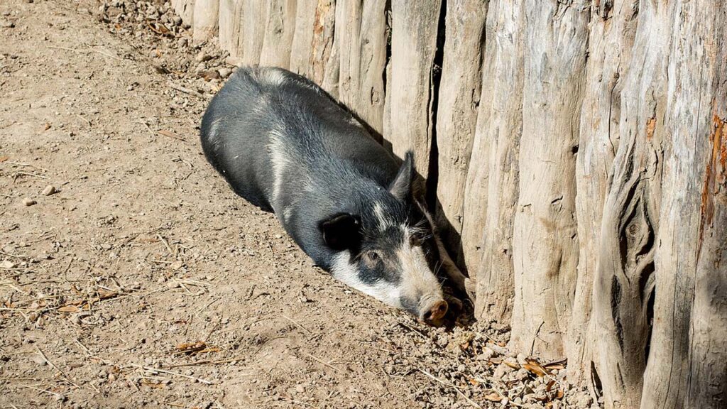 8 adorable mini pig breeds you’ll want on your homestead – Fix It Homestead