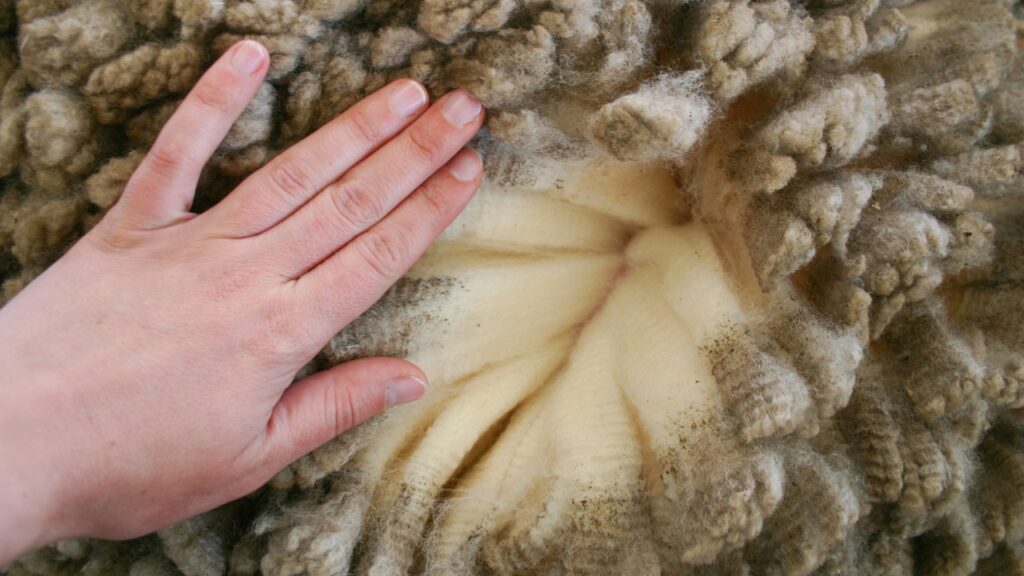 8 sheep breeds known for top-quality wool – Fix It Homestead