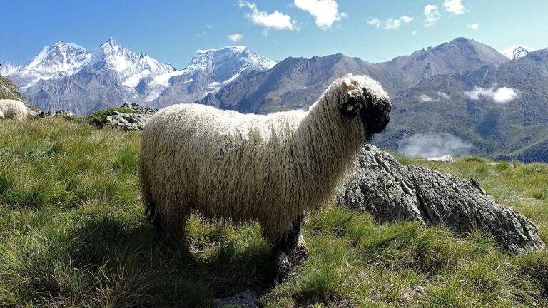 8 cutest sheep breeds in the world – Fix It Homestead