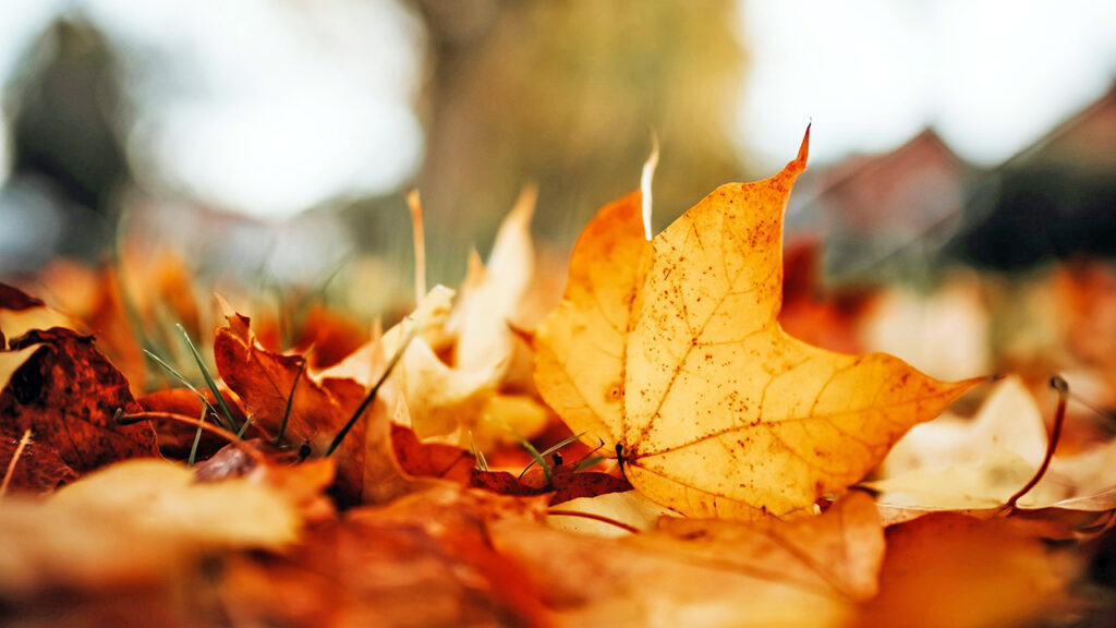5 Smart Ways to Use Fall Leaves in Your Garden – Fix It Homestead